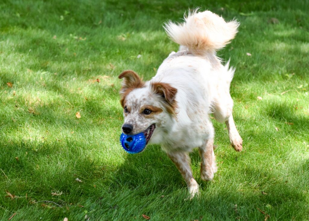 Alien Tennis Balls | Multipet