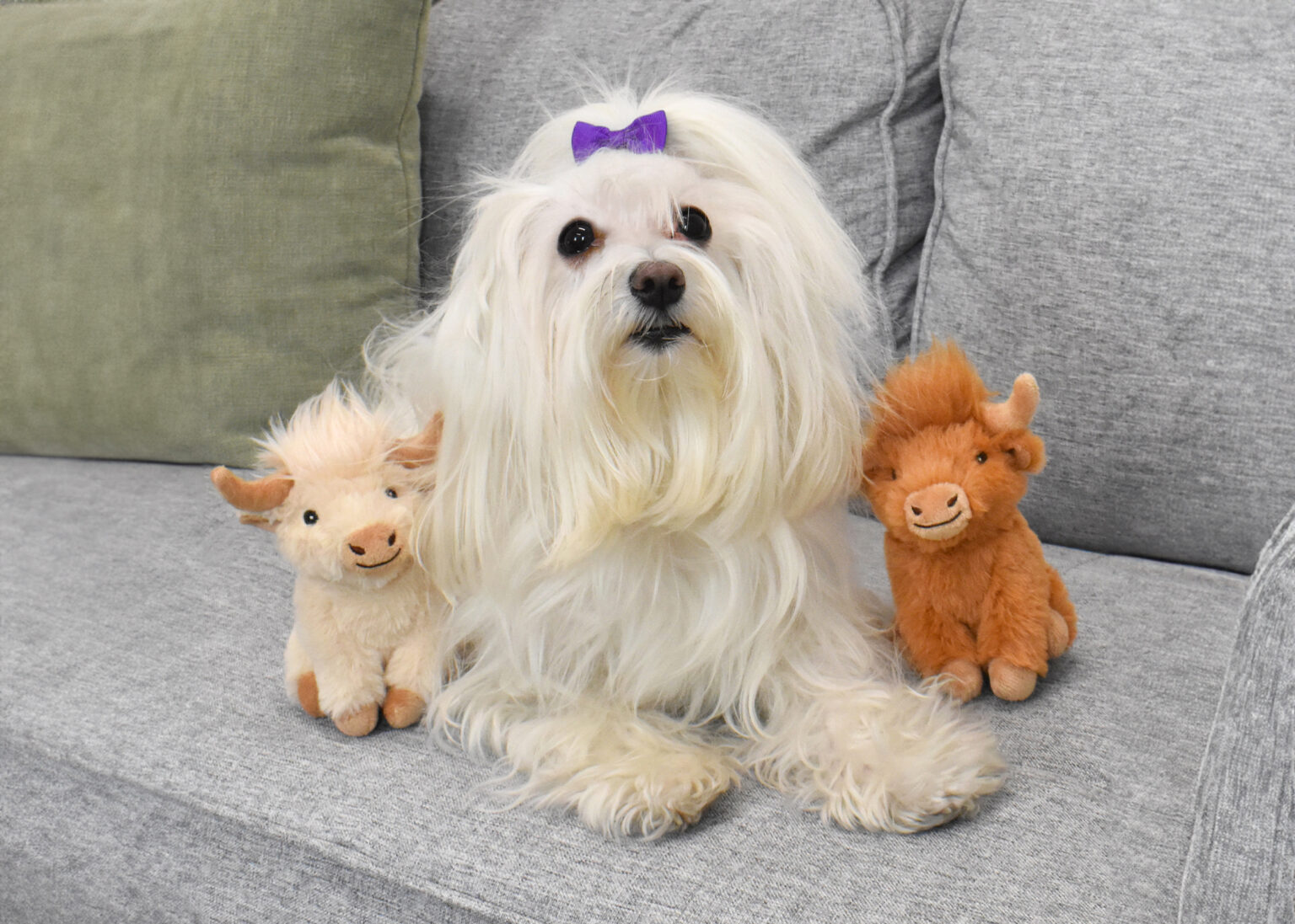 Minipet Highland Cow | Multipet