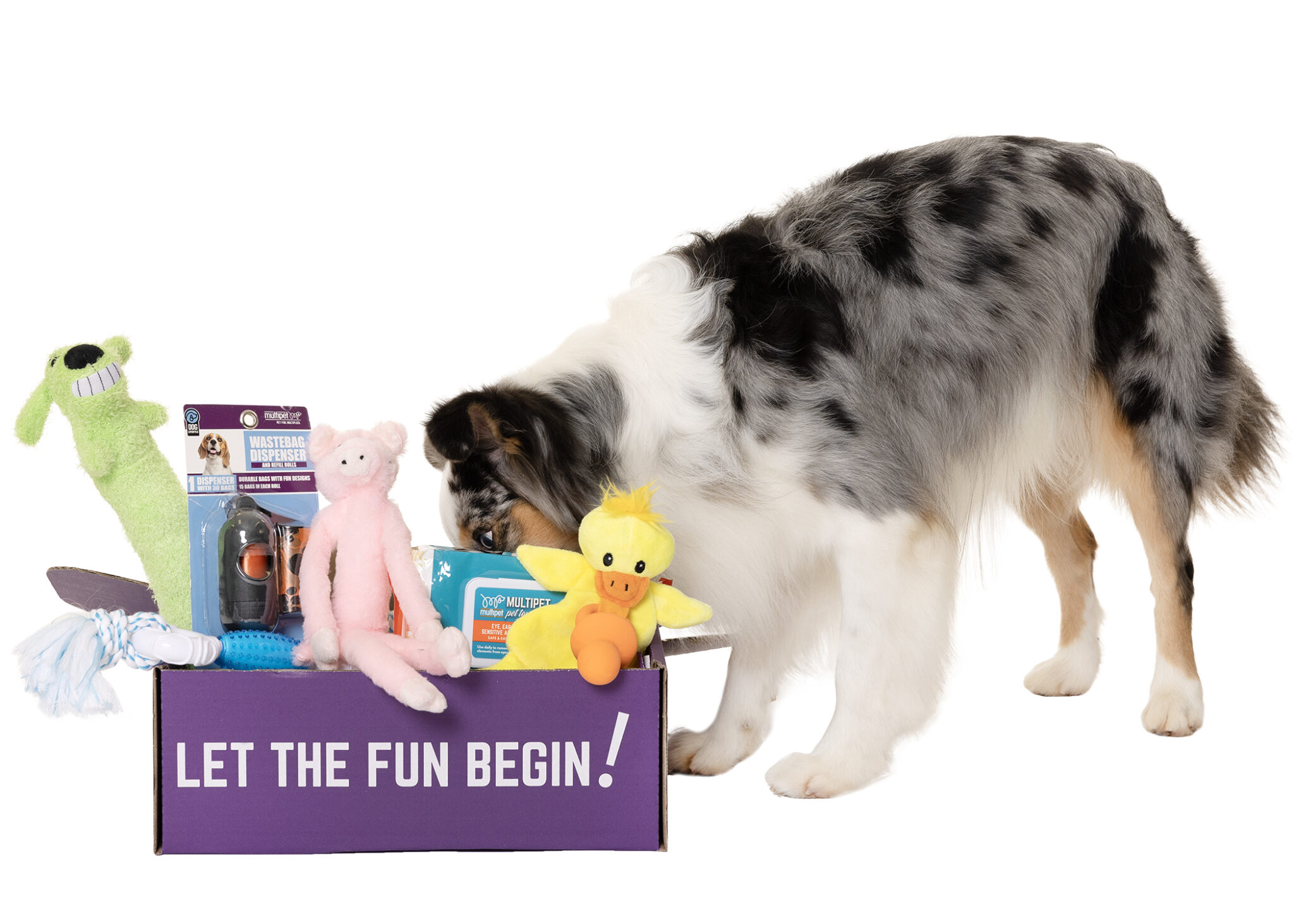 GOTCHA DAY BOX | Multipet