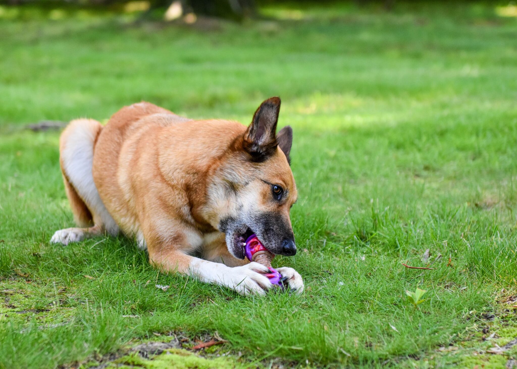 Giggle Chews | Multipet