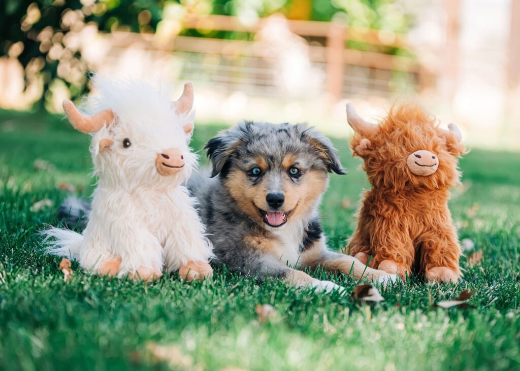 Highland Cow | Multipet