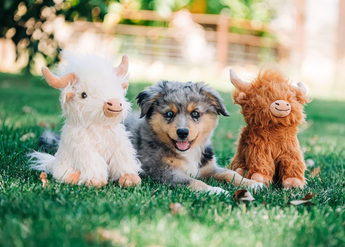 Highland Cow | Multipet