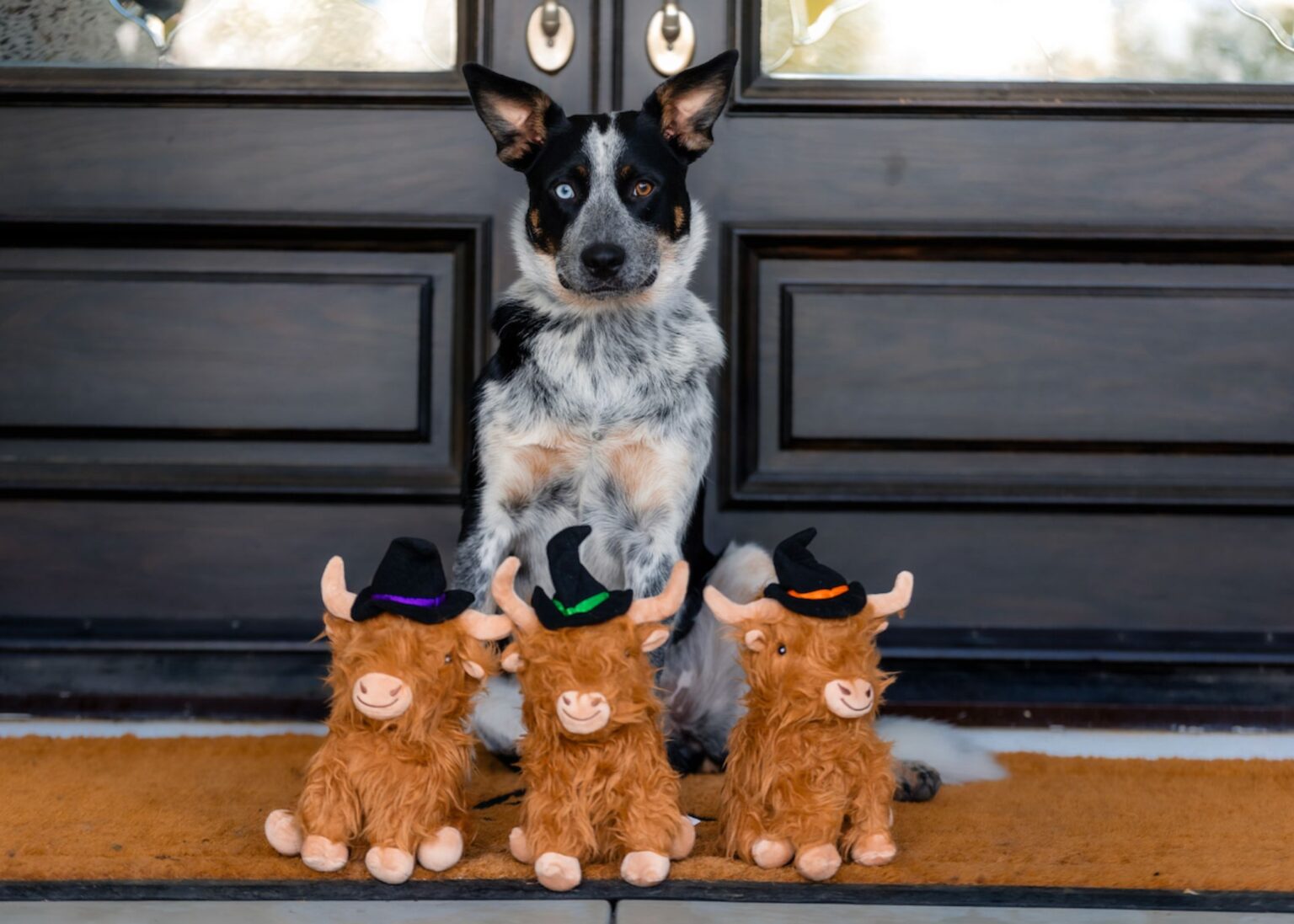 Highland Cow with Witch Hat | Multipet