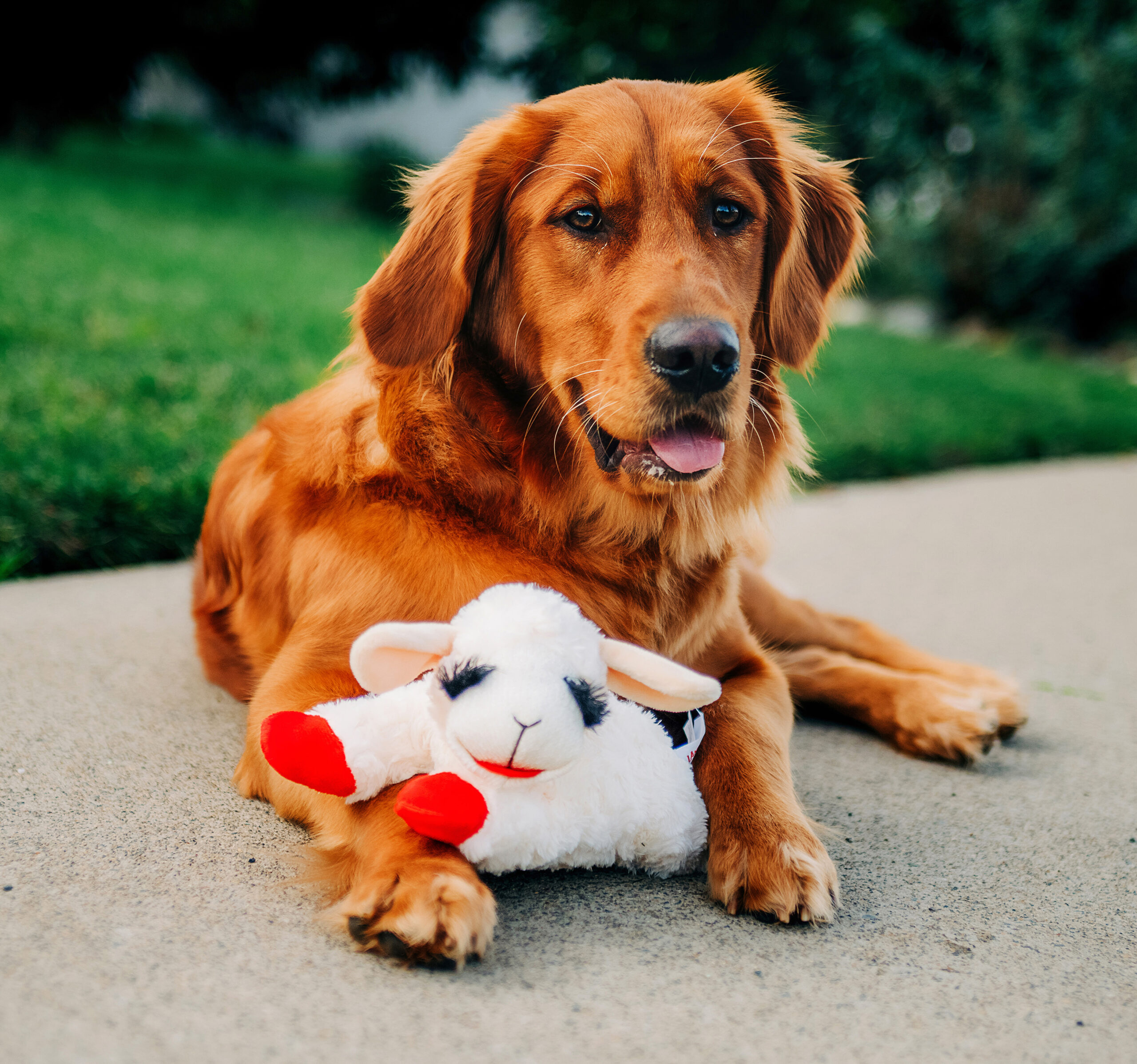 Leading Pet Product Supplier in the United States | Multipet