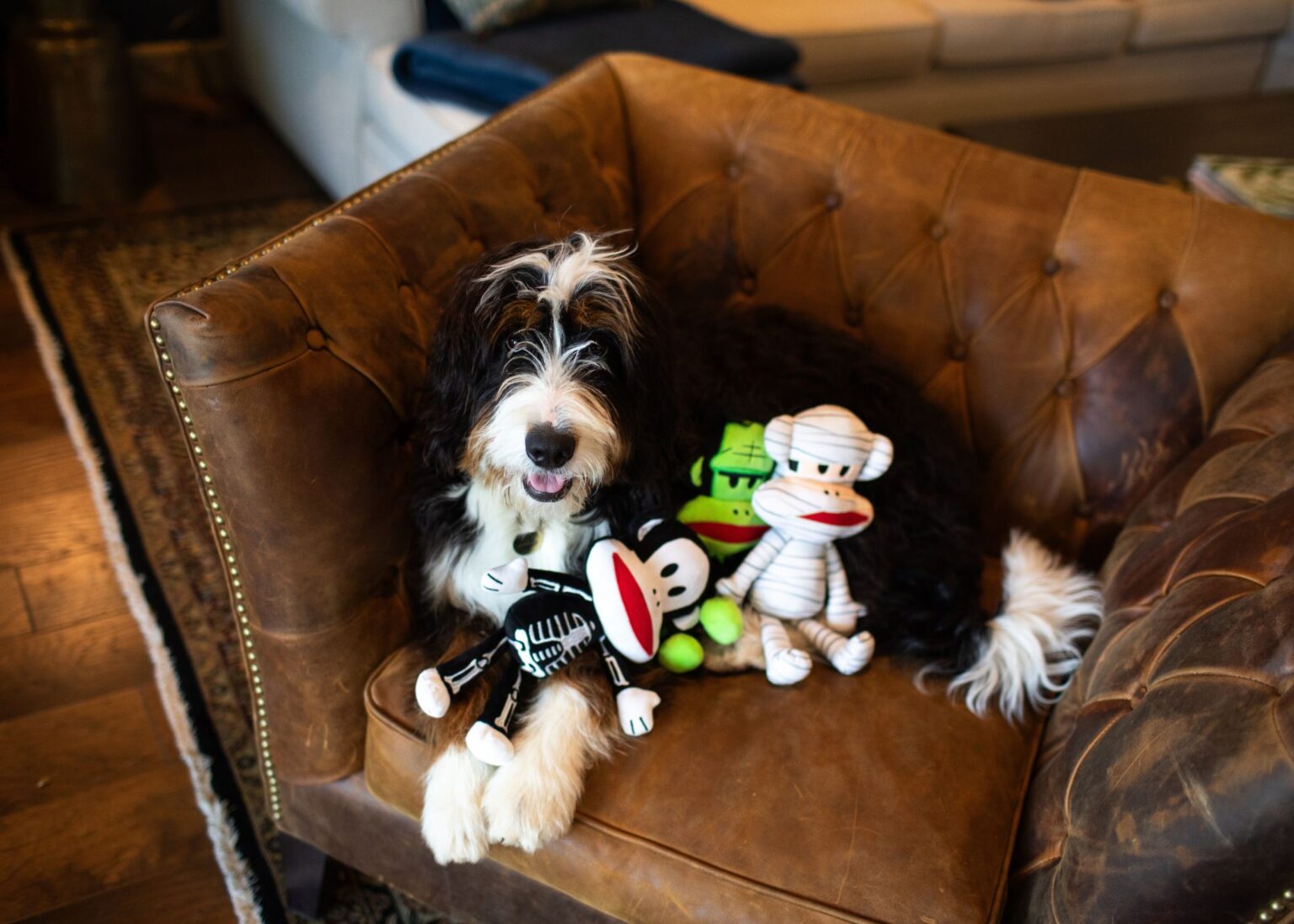 Paul Frank® Julius Halloween Assortment | Multipet