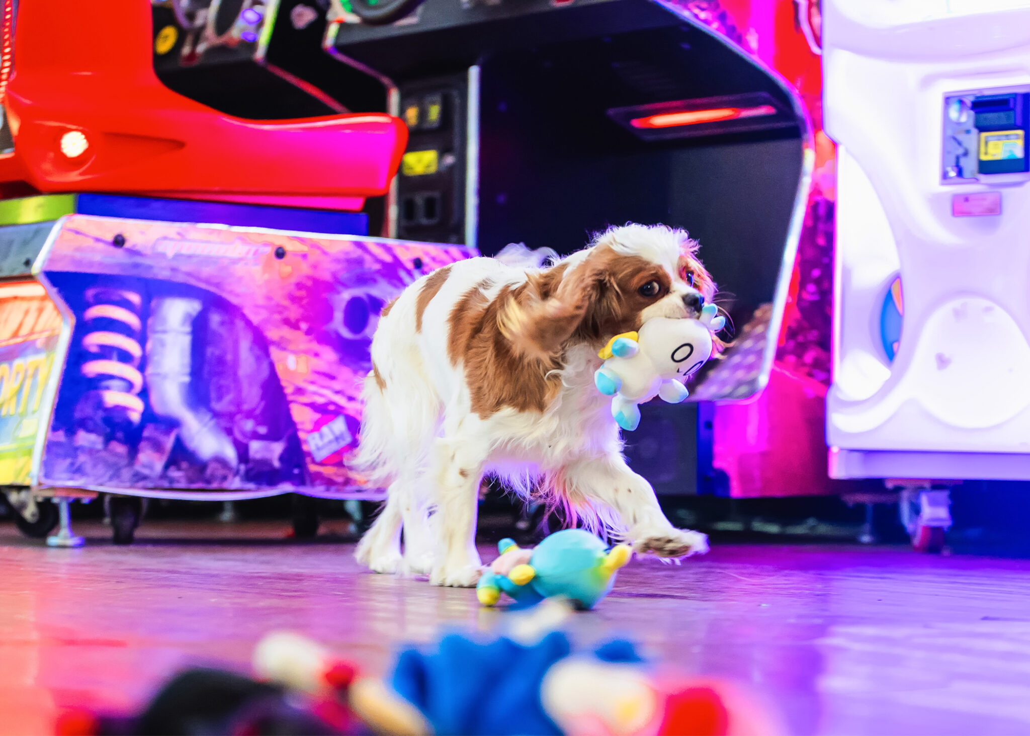 Sonic the Hedgehog® Chao | Multipet