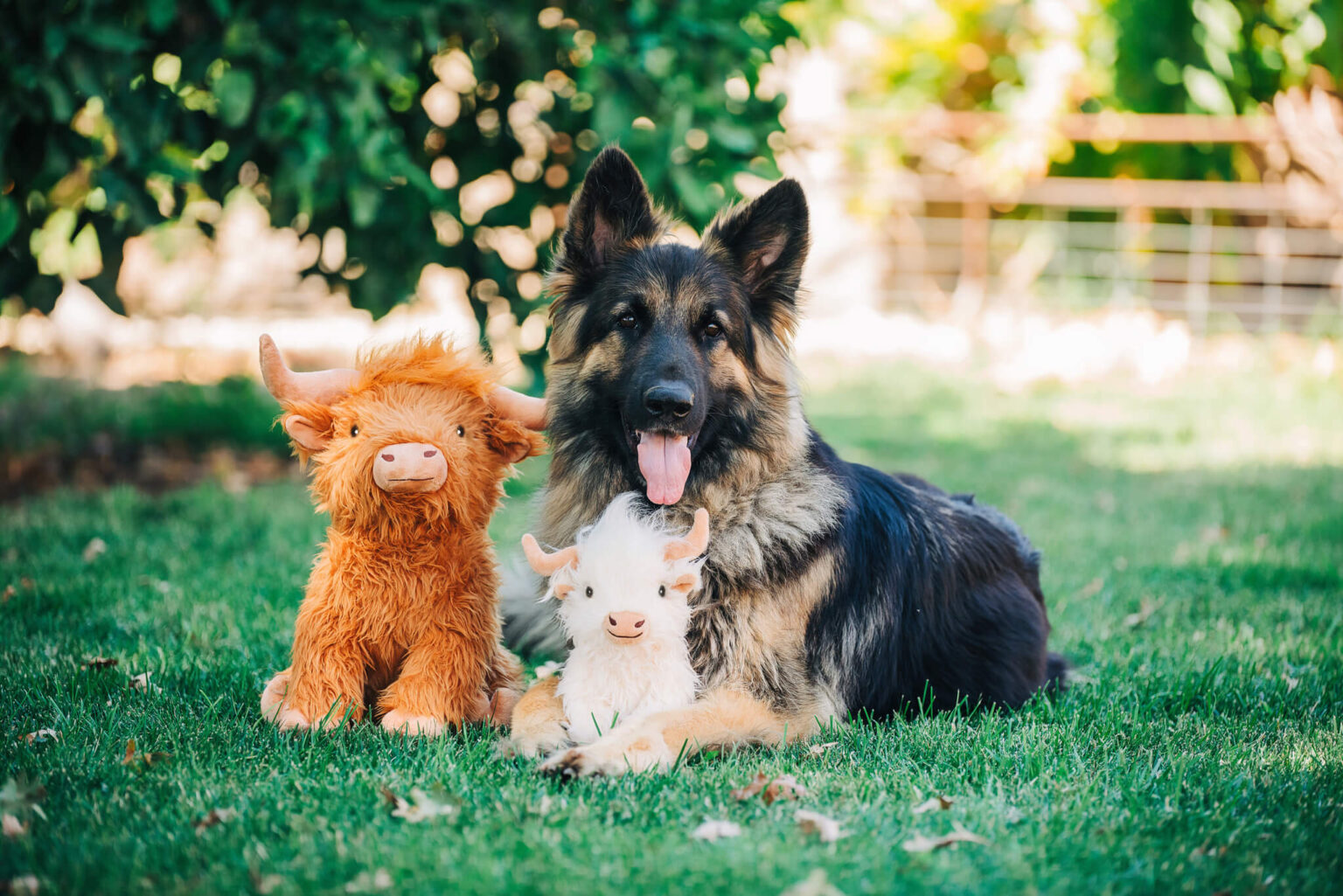 Influencer Application | Multipet