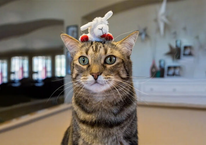 Lamb Chop® Cat Toy | Multipet