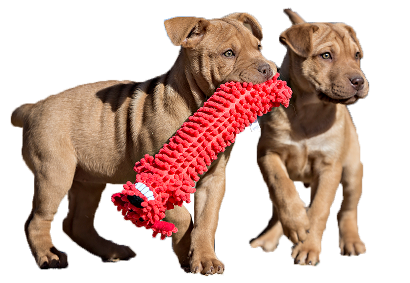 LOOFA DOG® - Dog Toys | Multipet